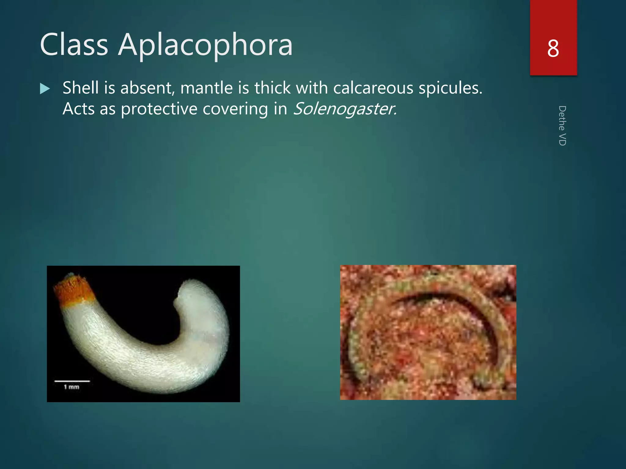 Phylum : Mollusca | PPT