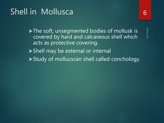 Phylum : Mollusca | PPT
