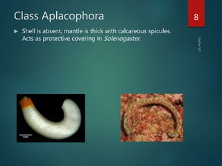 Phylum : Mollusca | PPT