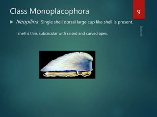Phylum : Mollusca | PPT