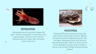 Mollusca X MIPA 3.pptx