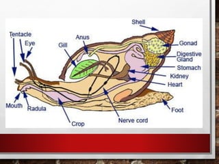 Phylum Mollusca | It's Classes | Characteristics | Features ...