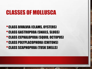 Phylum Mollusca | It's Classes | Characteristics | Features ...