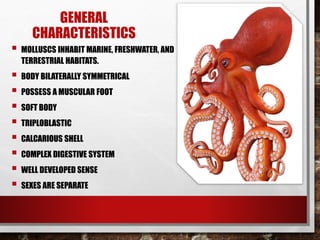 Phylum Mollusca | It's Classes | Characteristics | Features ...