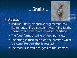 Mollusca yova 10 6 | PPT
