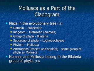 Mollusca yova 10 6 | PPT