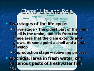 Mollusca yova 10 6 | PPT