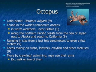 Mollusca yova 10 6 | PPT