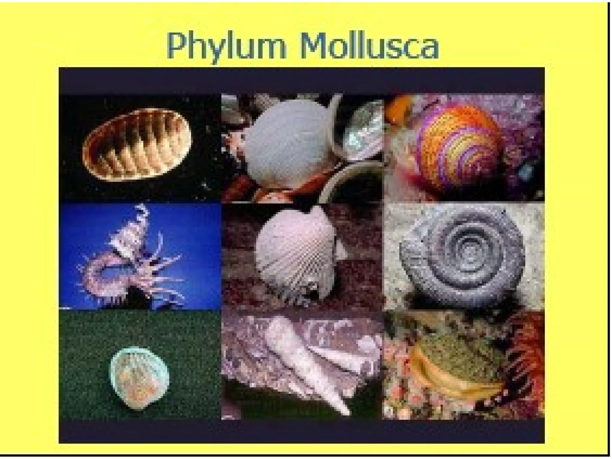 Phylum Mollusca | PPT