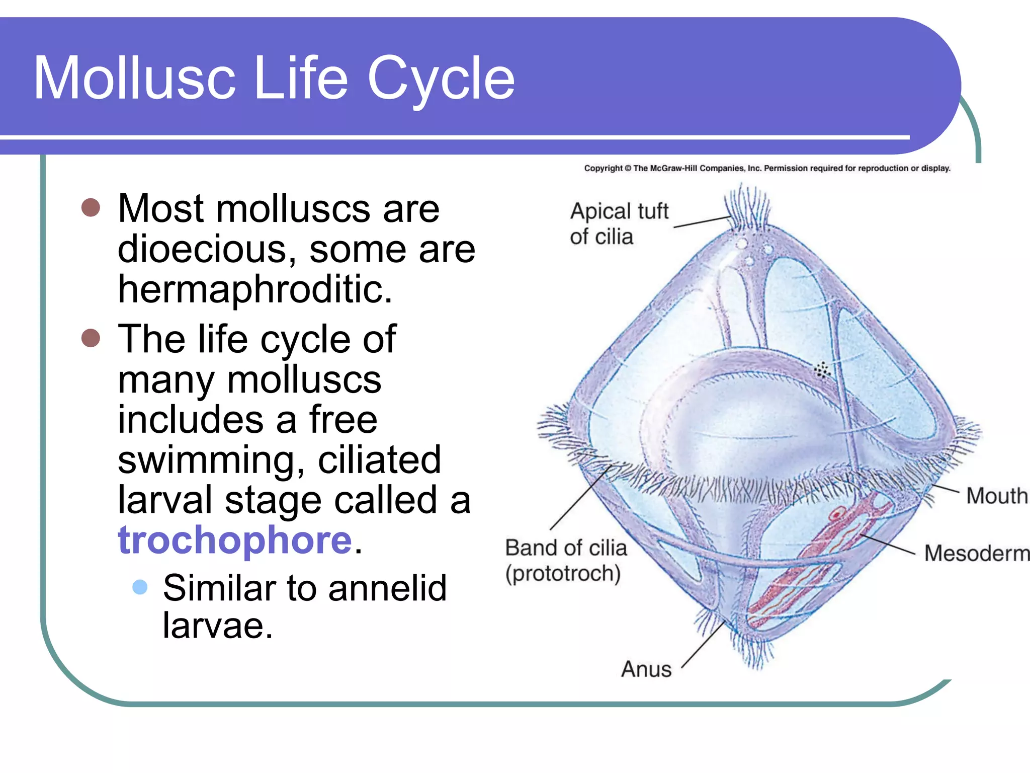 Molluscs | PPT