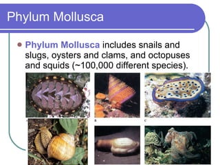Molluscs | PPT