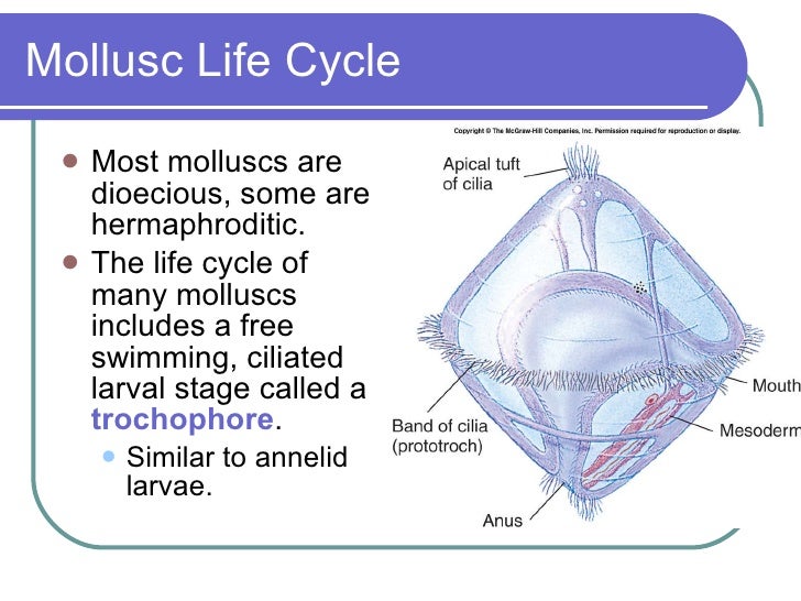 Molluscs