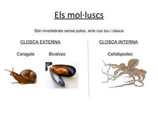 Mol·luscs | PPT