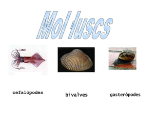 Mol·luscs | ODP