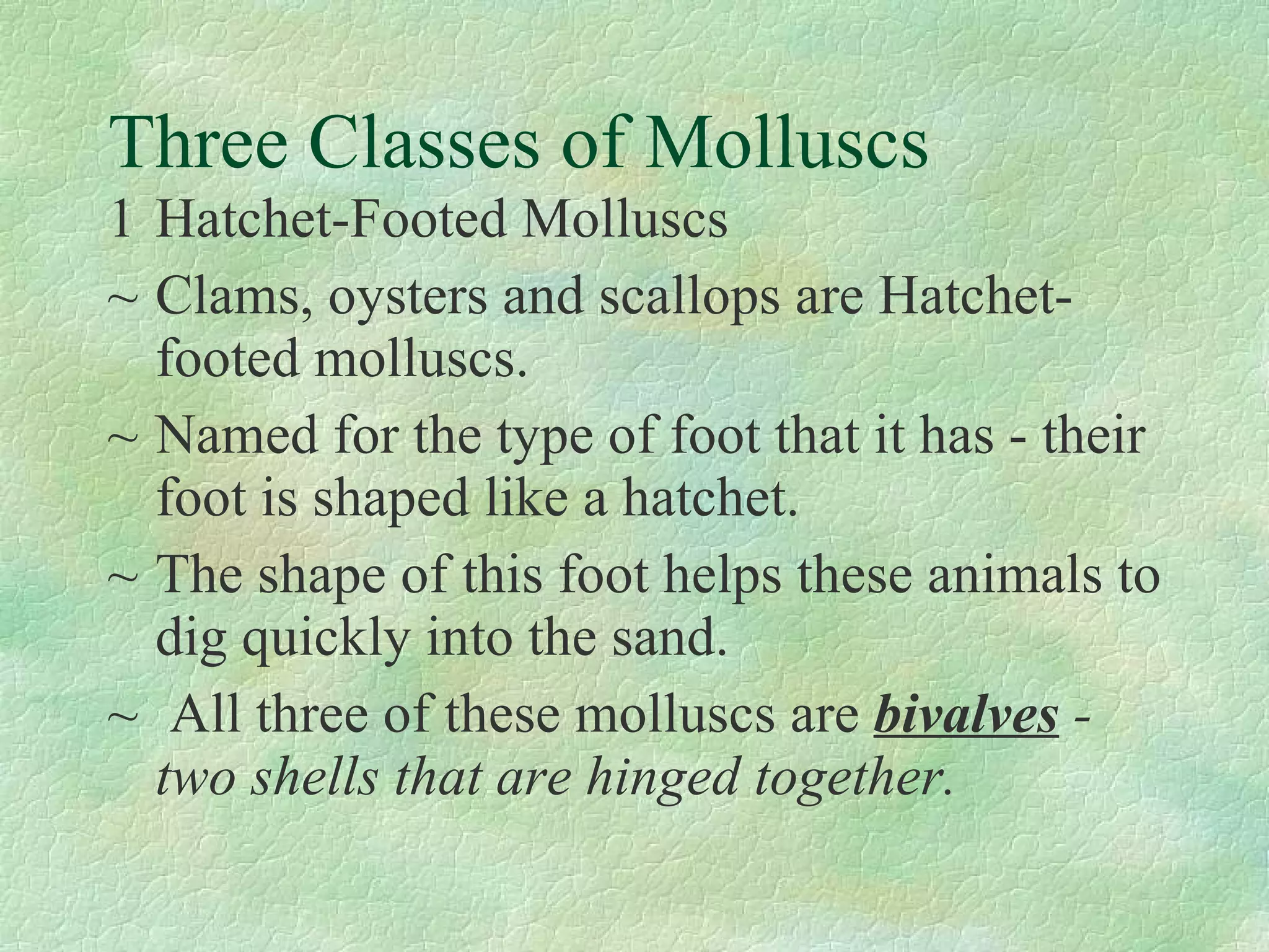 Molluscs | PPT