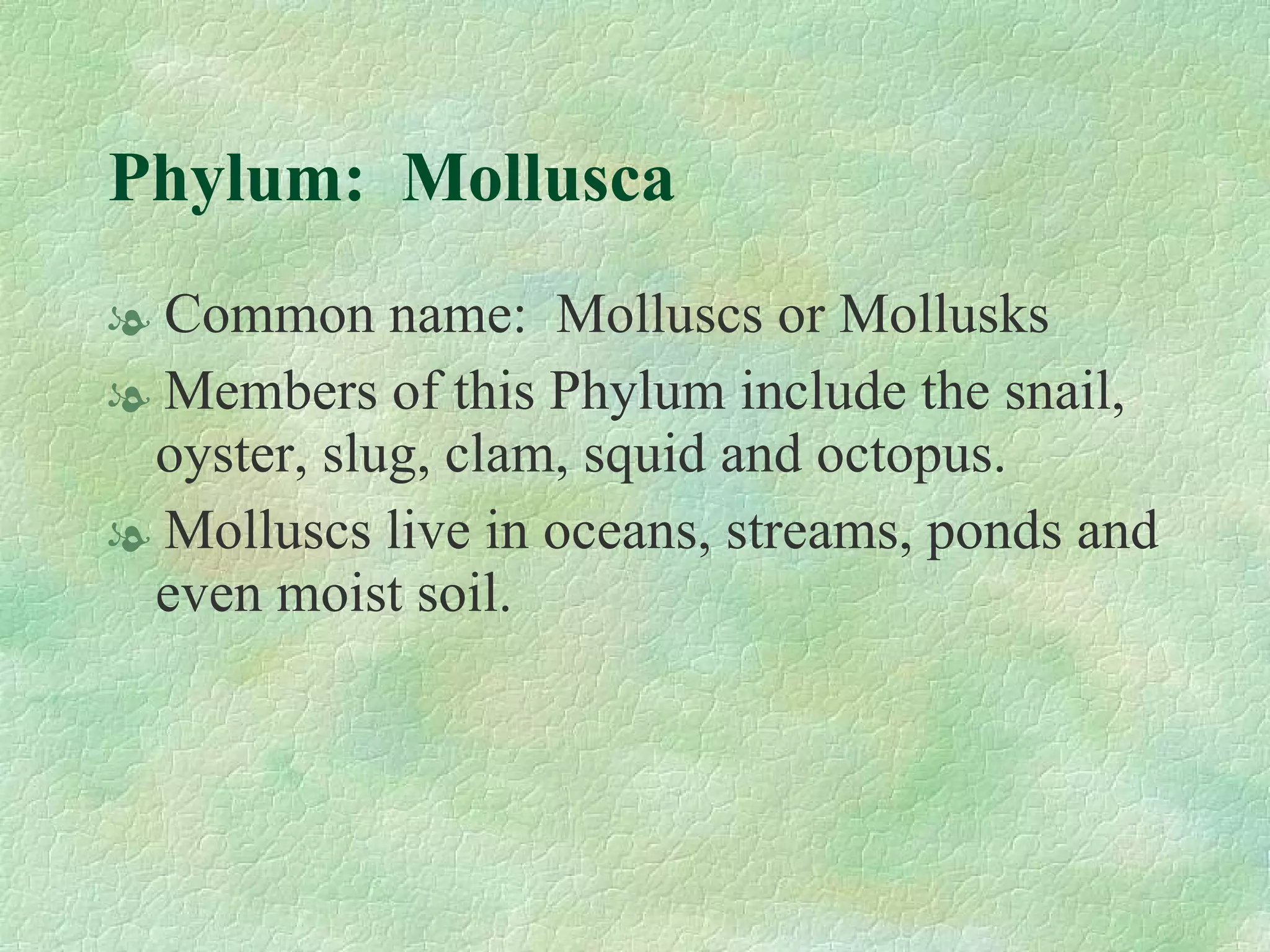 Molluscs | PPT