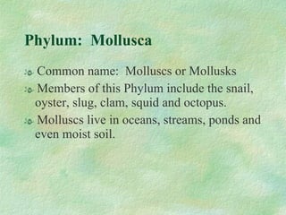 Molluscs | PPT
