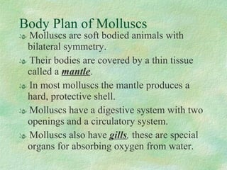 Molluscs | PPT