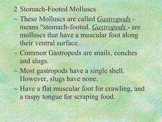 Molluscs | PPT