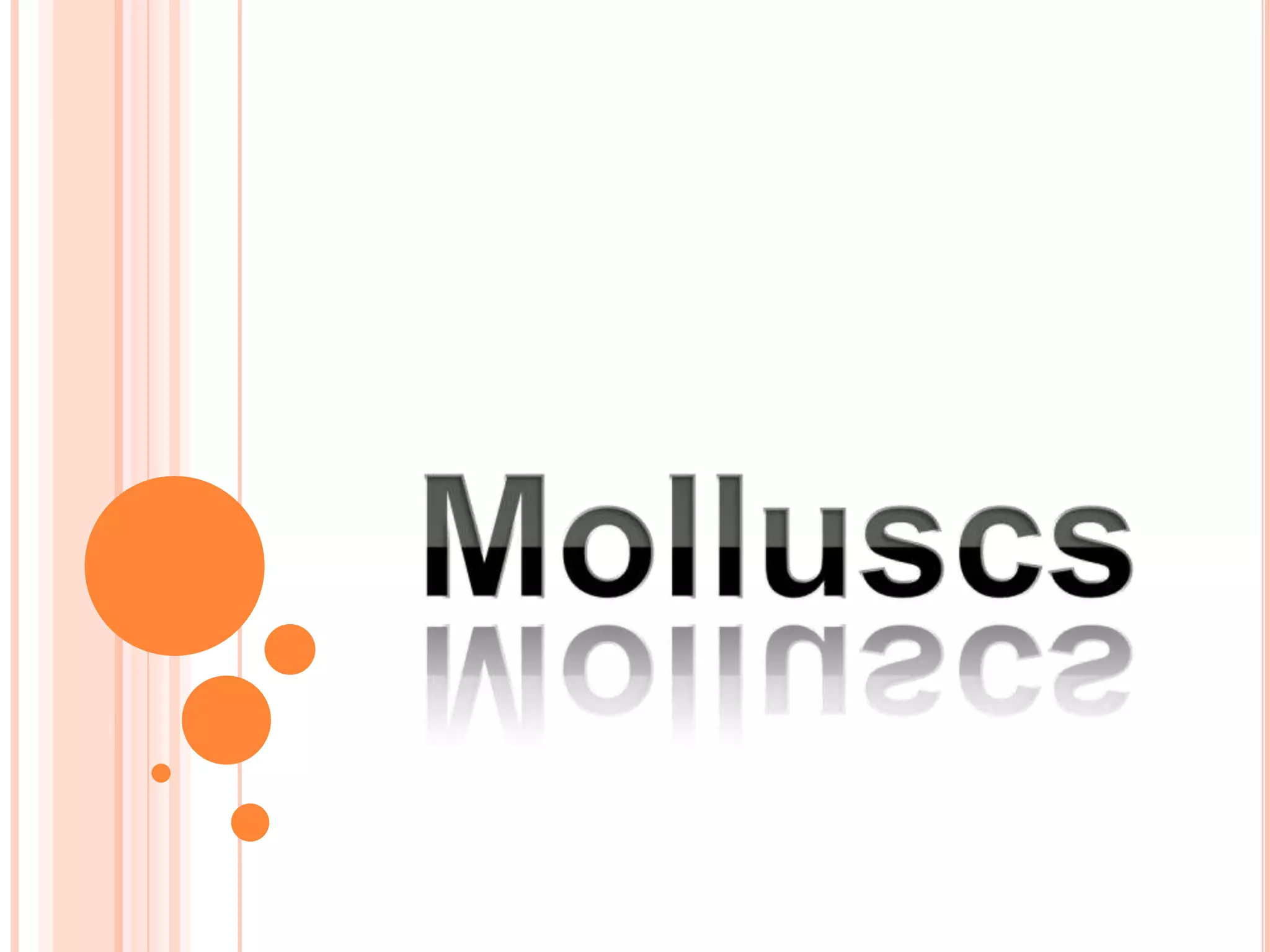 Molluscs | PPTX