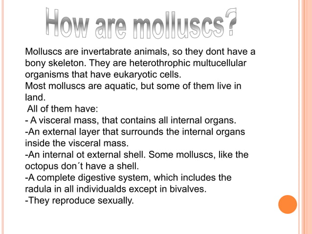 Molluscs | PPT