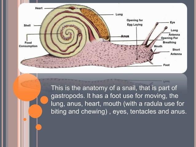 Molluscs | PPT