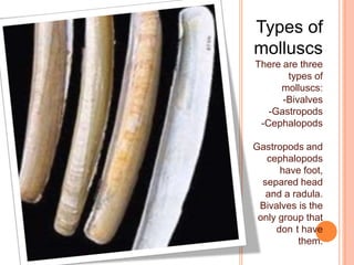 Molluscs | PPT