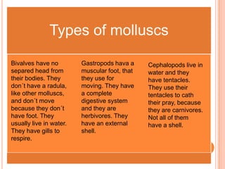 Molluscs | PPT