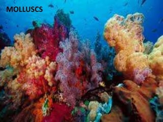 Molluscs | PPTX