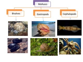 Molluscs | PPT
