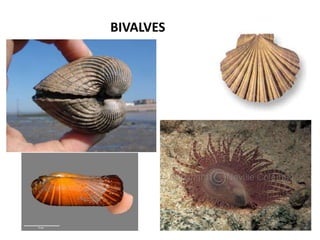 Molluscs | PPTX