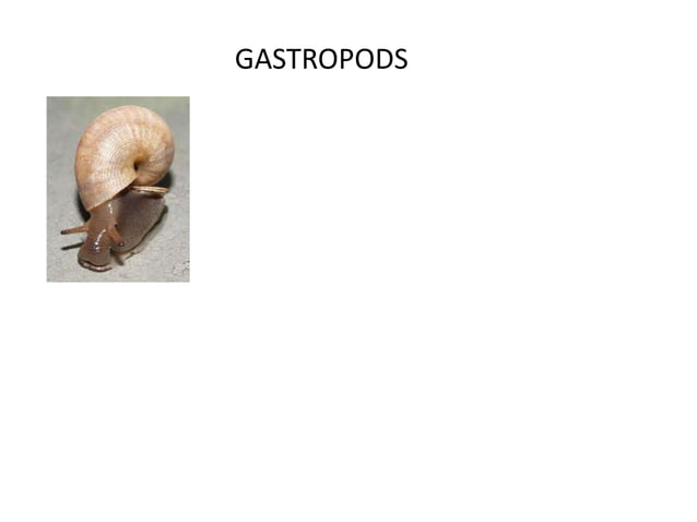 Molluscs | PPTX