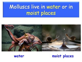 Molluscs | PPT