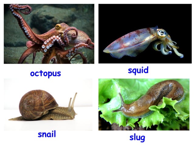 Molluscs | PPT