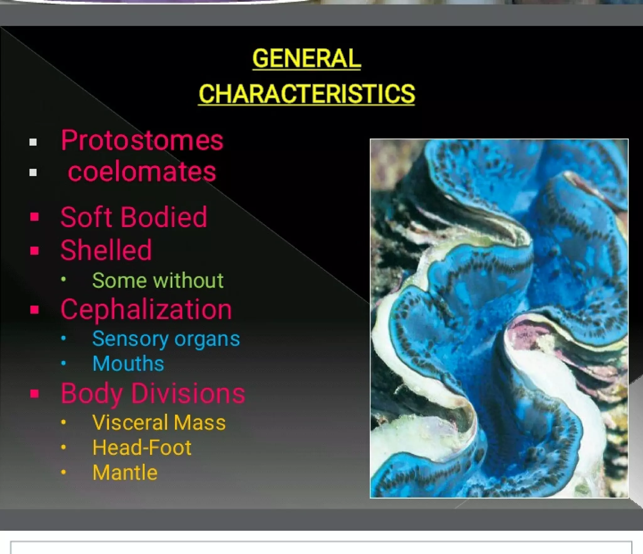 Phylum Mollusca ppt | PDF