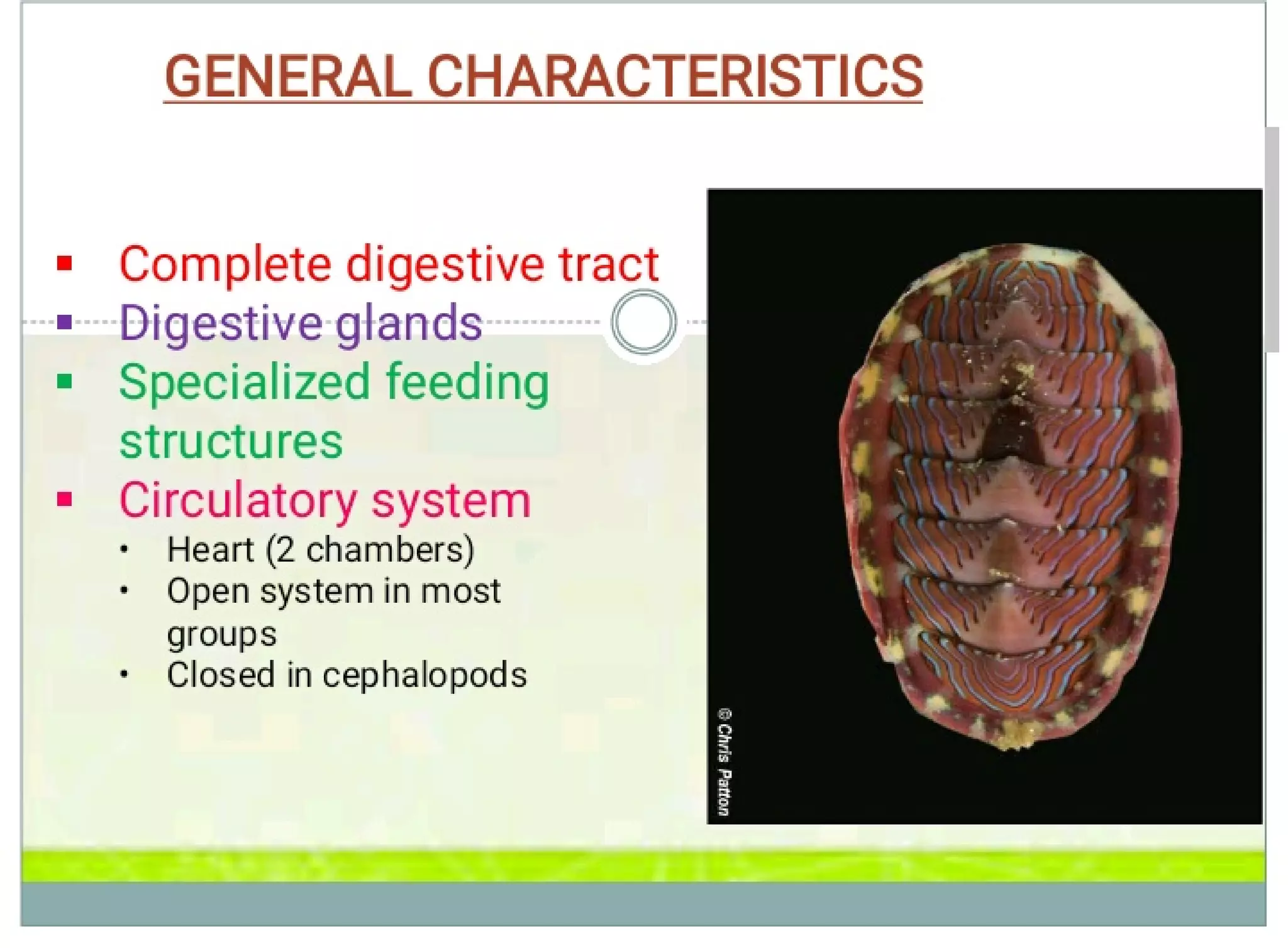 Phylum Mollusca ppt | PDF