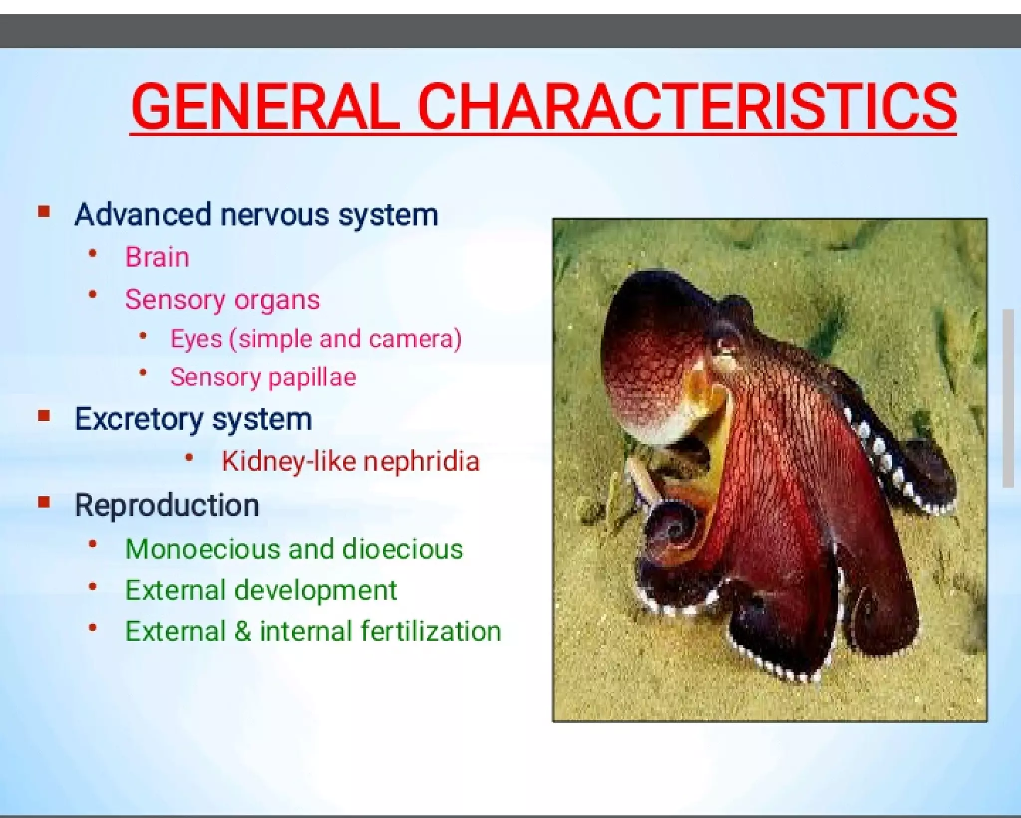 Phylum Mollusca ppt | PDF