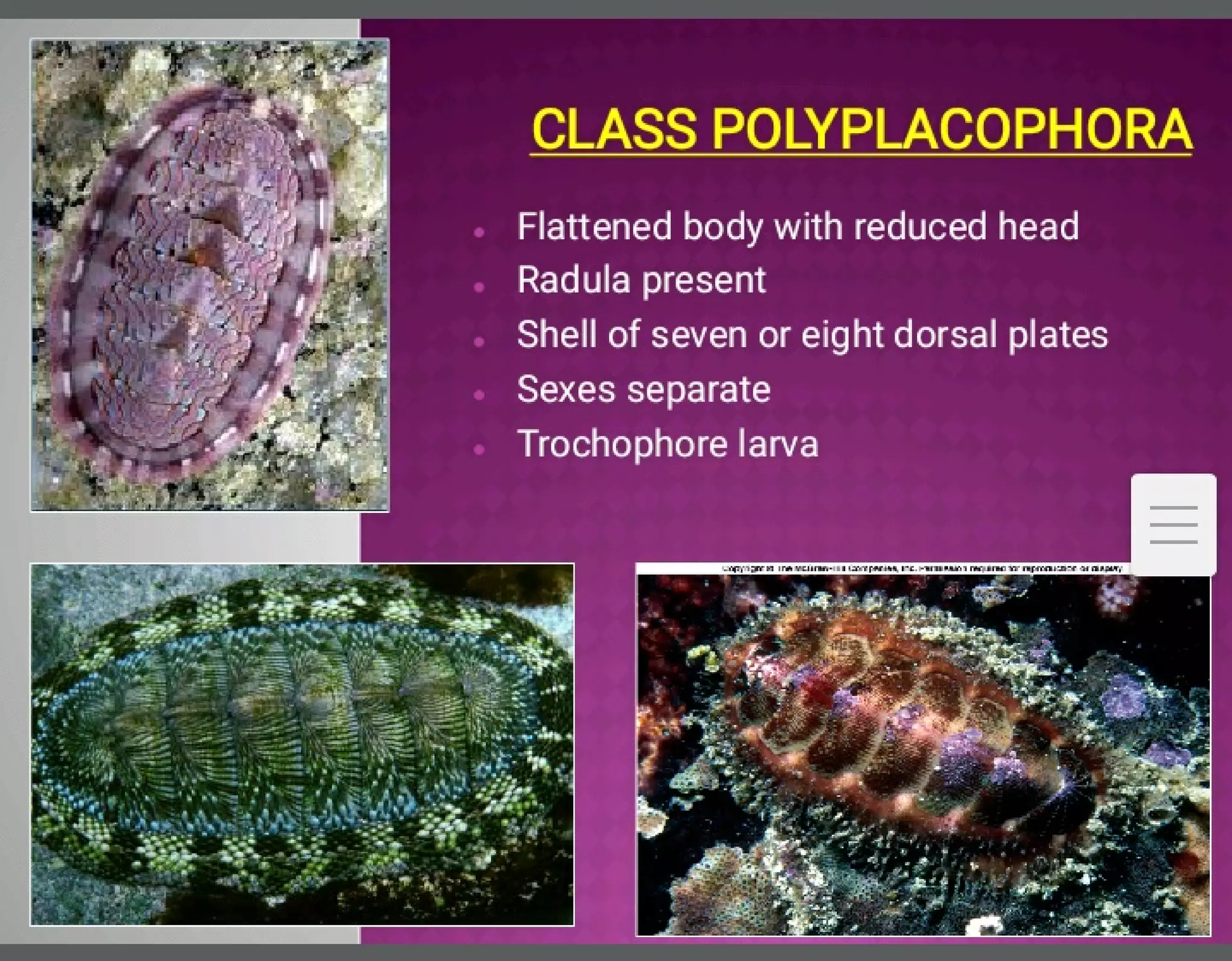 Phylum Mollusca ppt | PDF