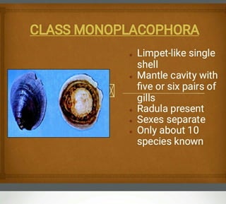 Phylum Mollusca ppt | PDF