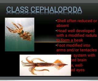 Phylum Mollusca ppt | PDF