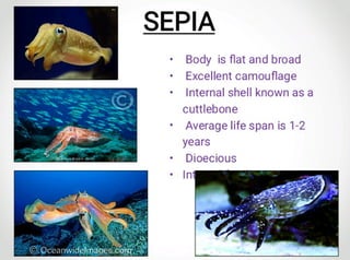 Phylum Mollusca ppt | PDF