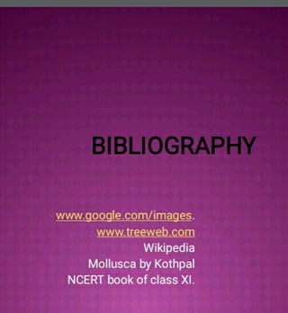 Phylum Mollusca ppt | PDF