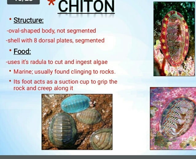 Phylum Mollusca ppt | PDF