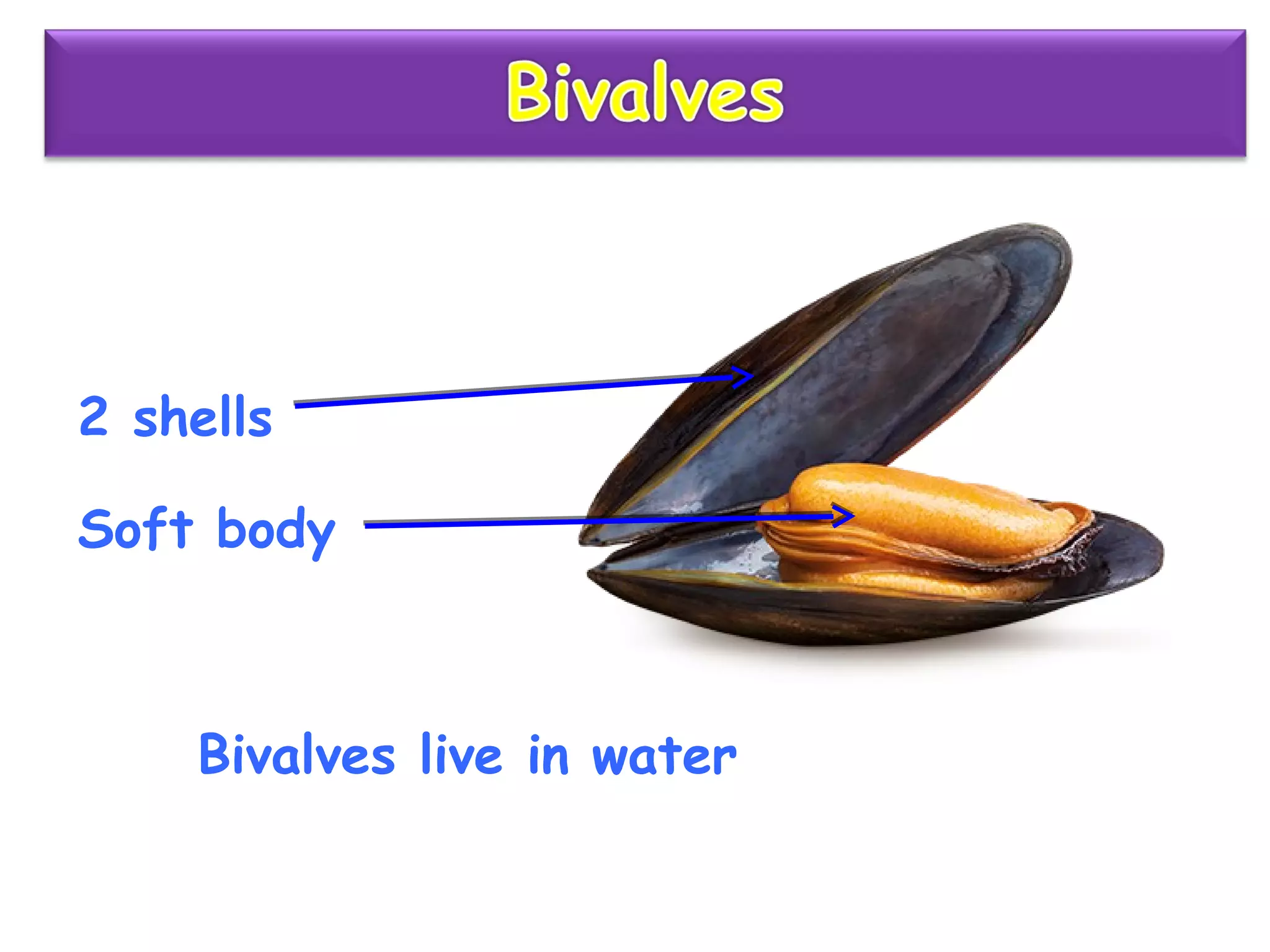 Molluscs | PPT