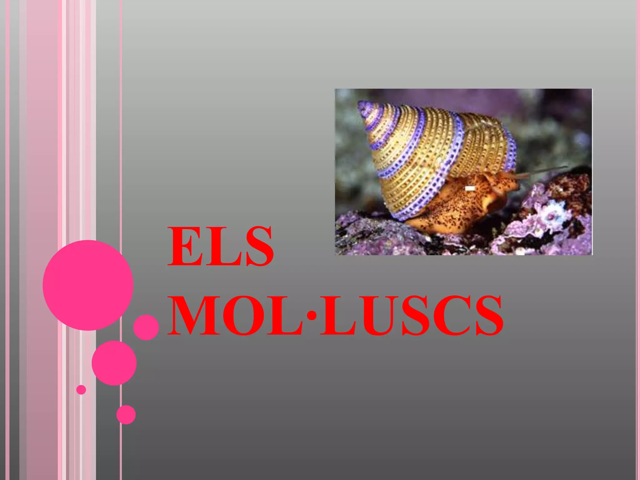 Mol·luscs (ariadna, mariona i paula) | PPTX
