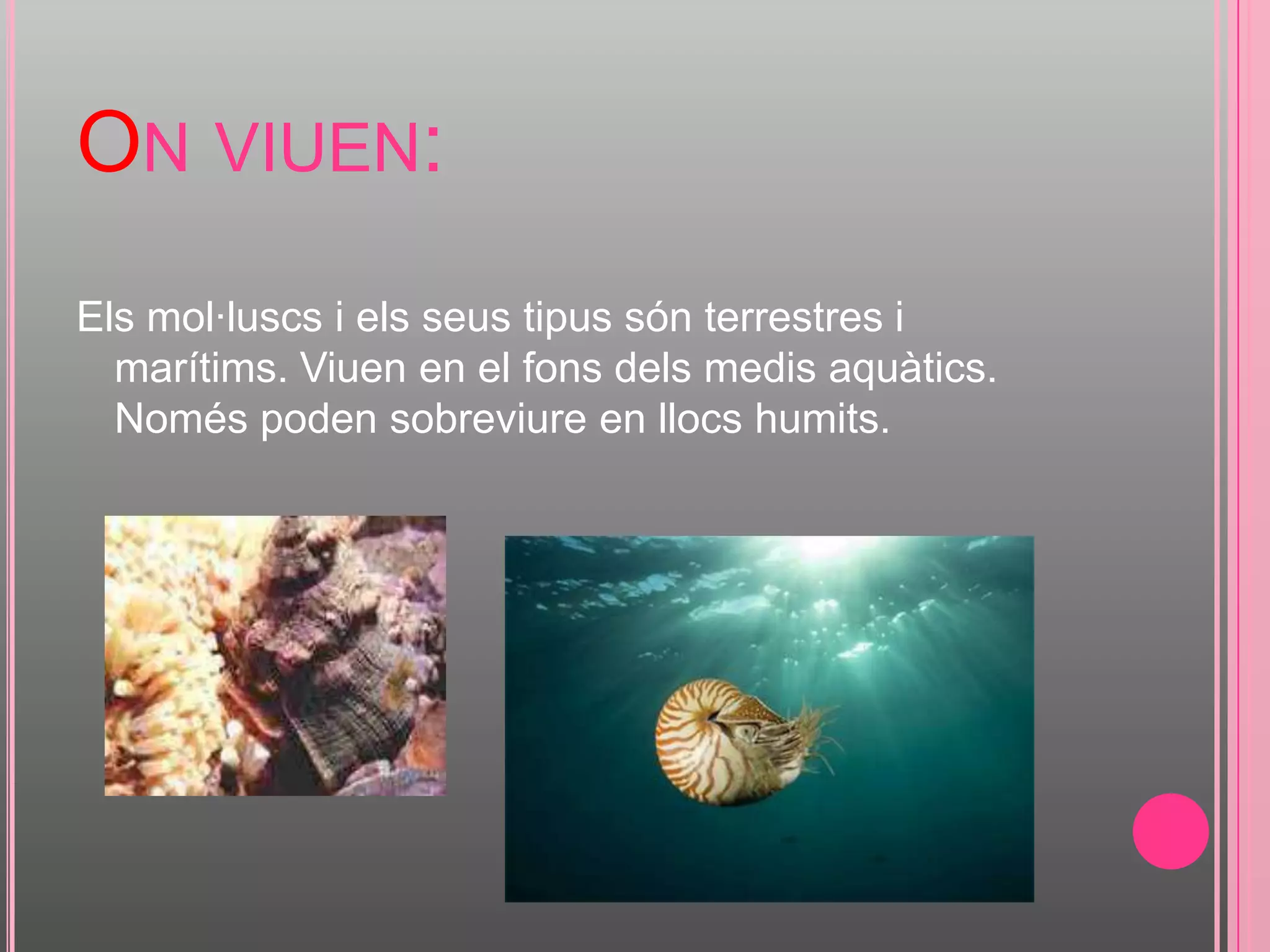 Mol·luscs (ariadna, mariona i paula) | PPTX