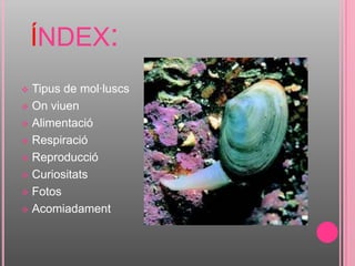 Mol·luscs (ariadna, mariona i paula) | PPTX