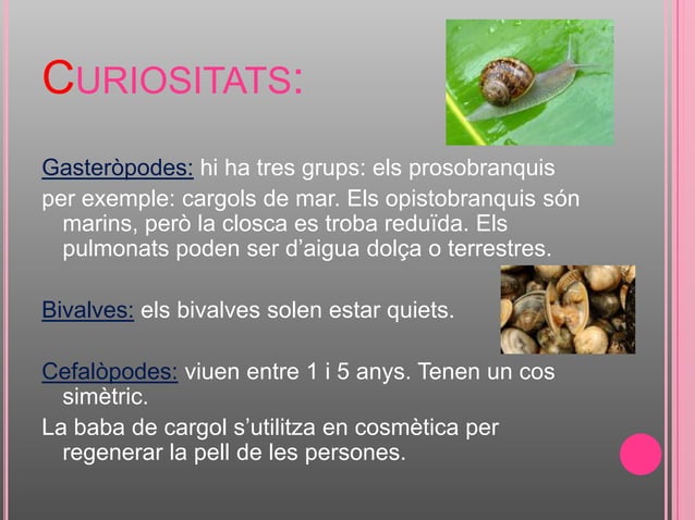 Mol·luscs (ariadna, mariona i paula) | PPT