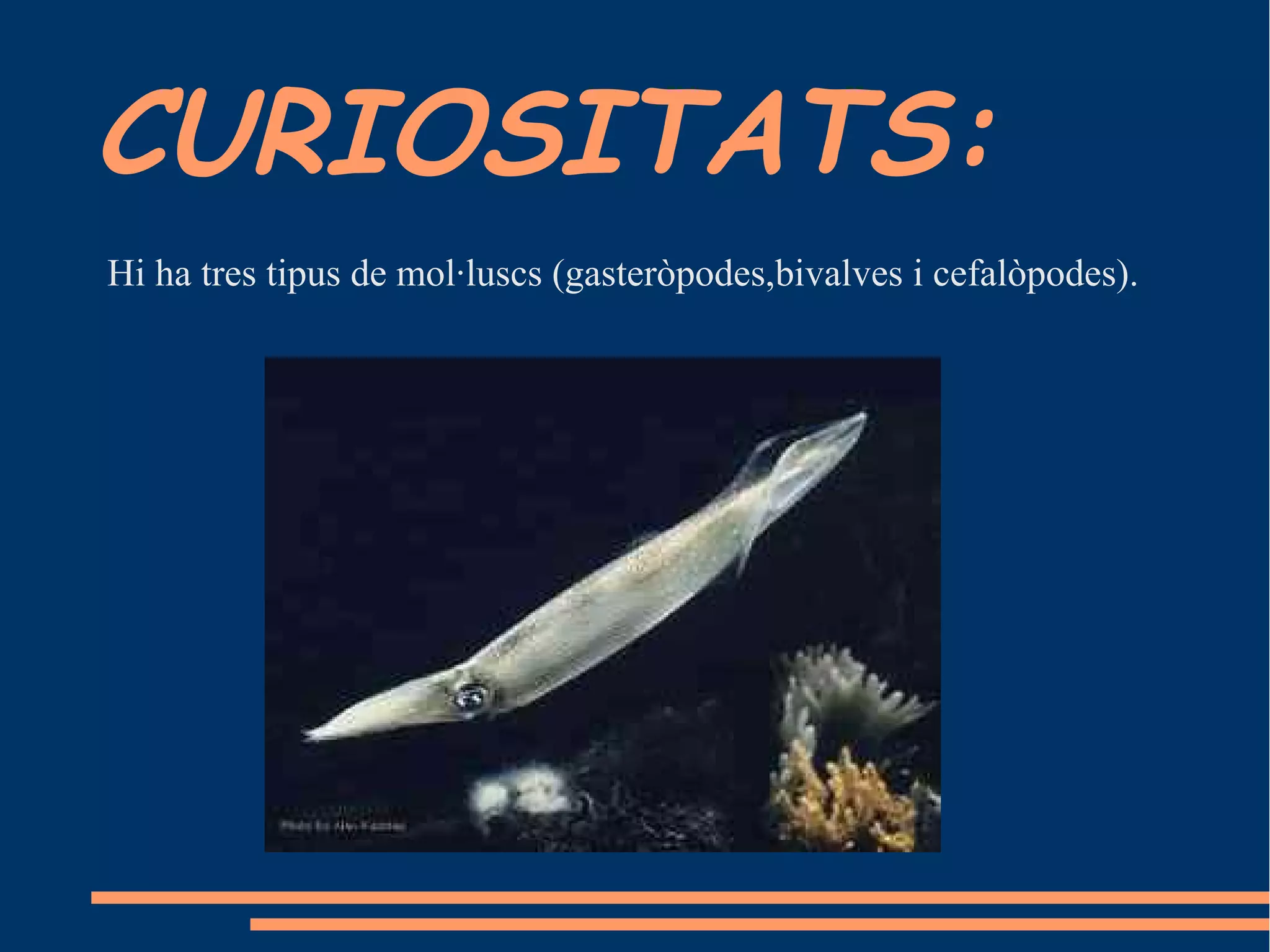 Mol·luscs (edu i xavi) | PPT