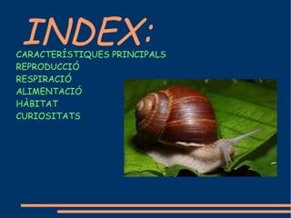 Mol·luscs (edu i xavi) | PPT